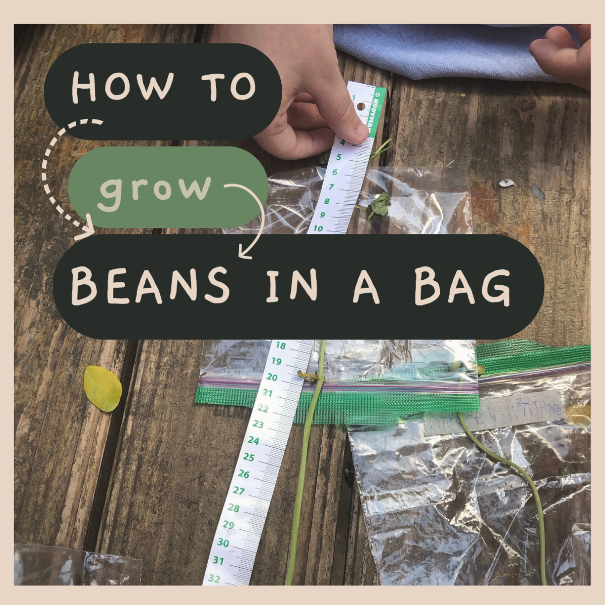 Grow Beans in a Bag - Muriel's Kitchen Foundation